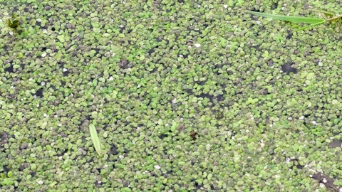 Common duckweed | The Wildlife Trusts